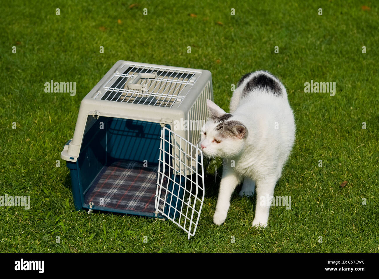 Cage transporting cats hi-res stock photography and images - Alamy