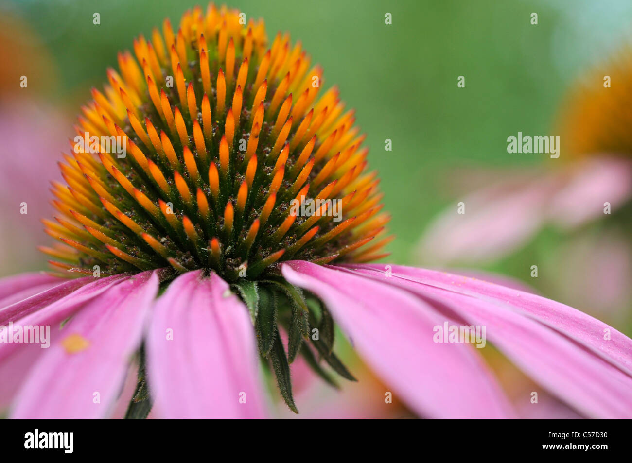 Cone shaped flower hi-res stock photography and images - Alamy