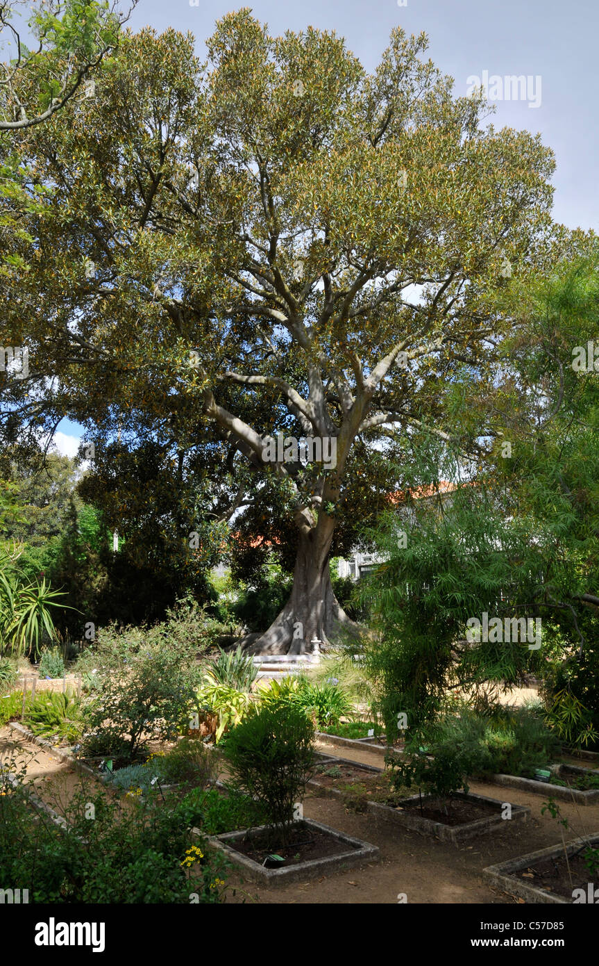 The big Ficus macrophylla of the Botanical garden of Ajuda, in Lisbon ...