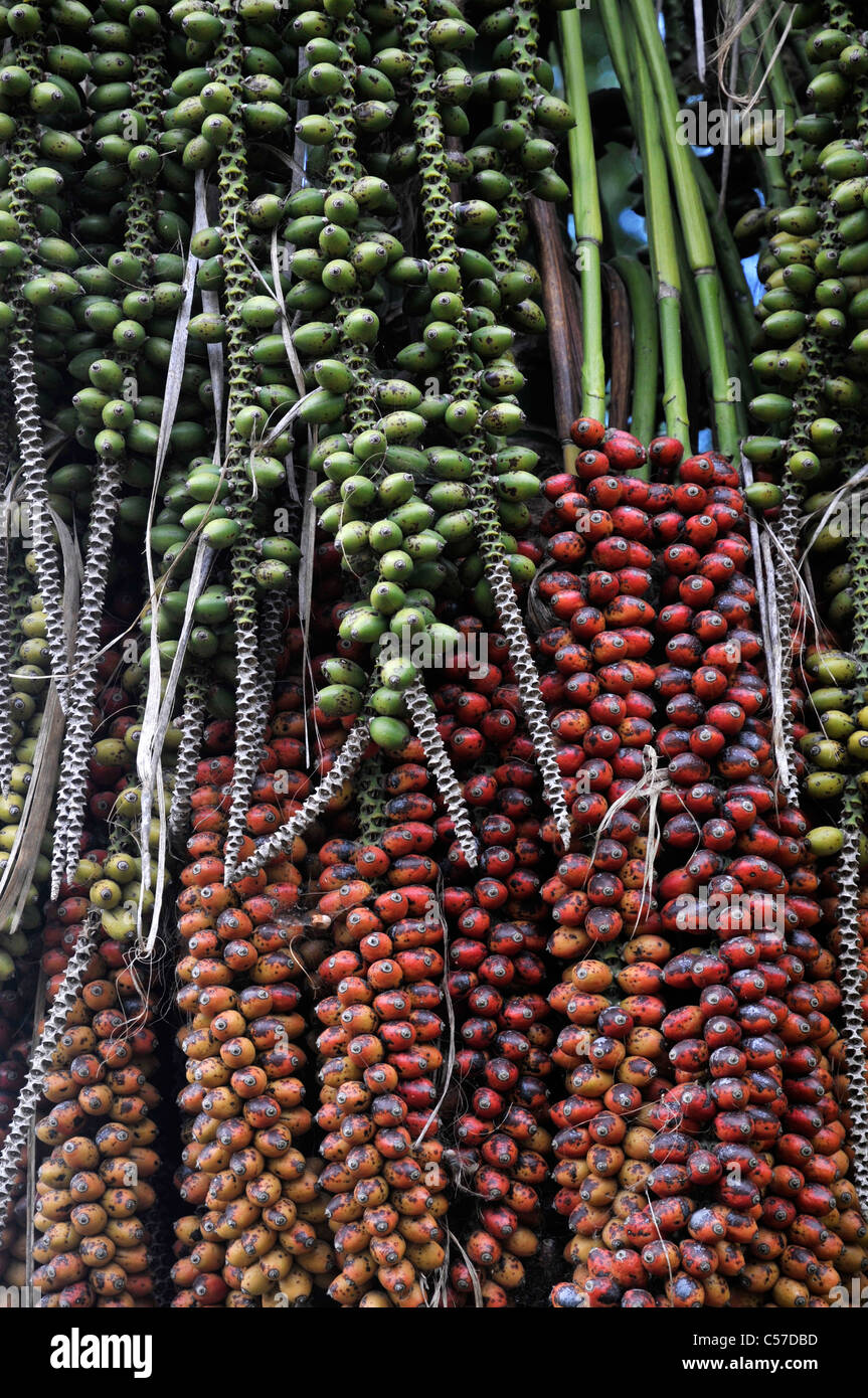 Howea forsteriana hi-res stock photography and images - Alamy