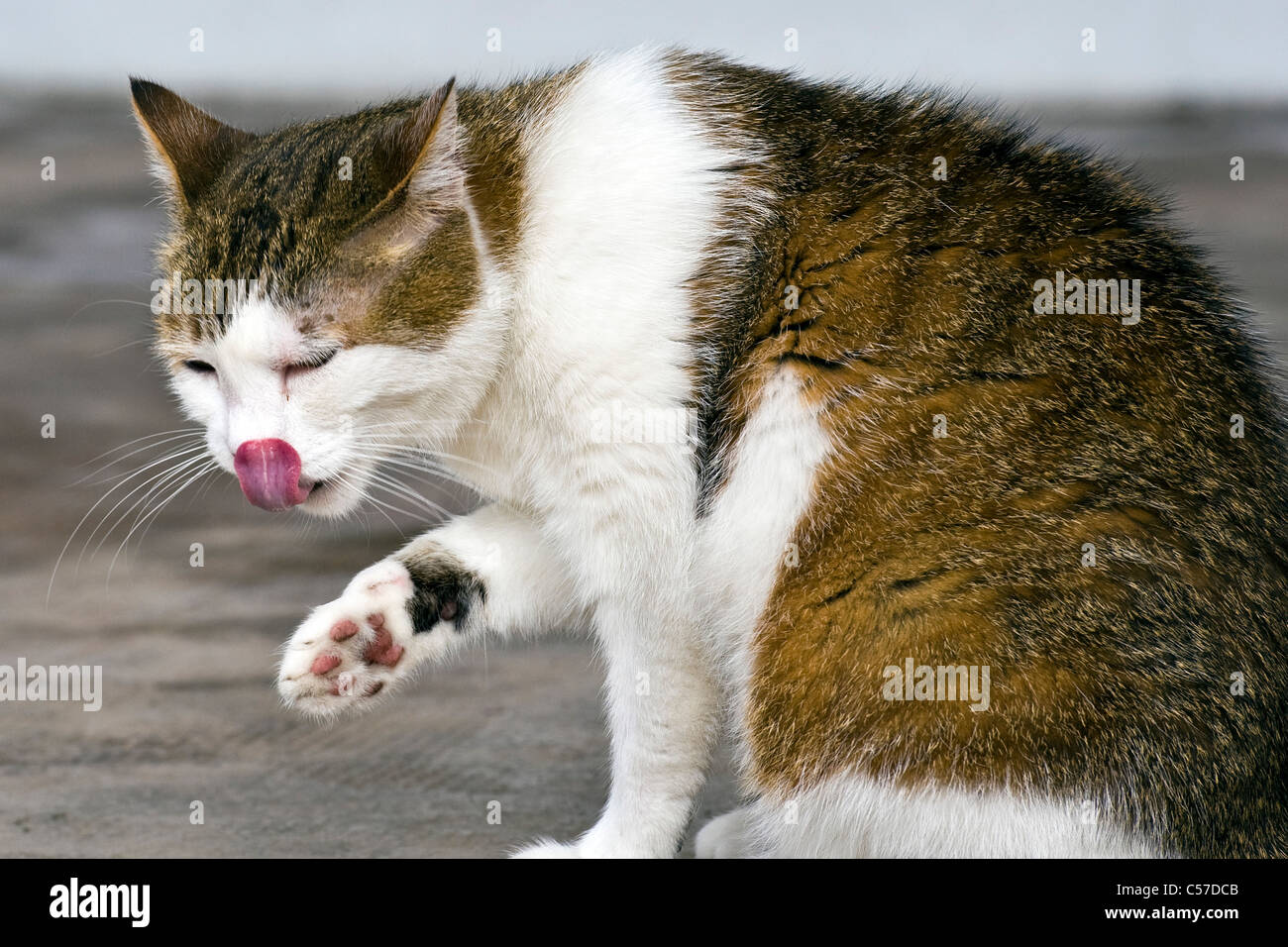 Washing of pets hi-res stock photography and images - Alamy