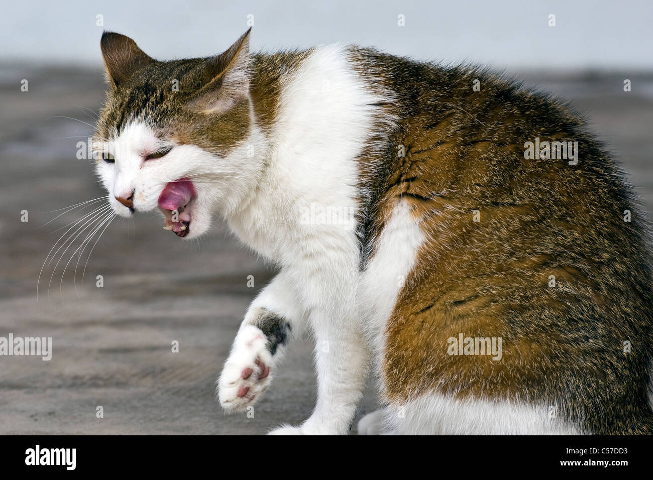 Washing cats hi-res stock photography and images - Alamy
