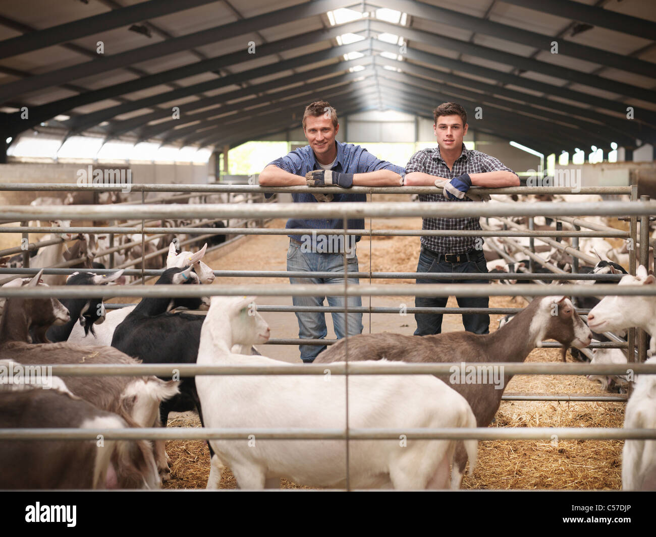 Tending Animal High Resolution Stock Photography and Images - Alamy