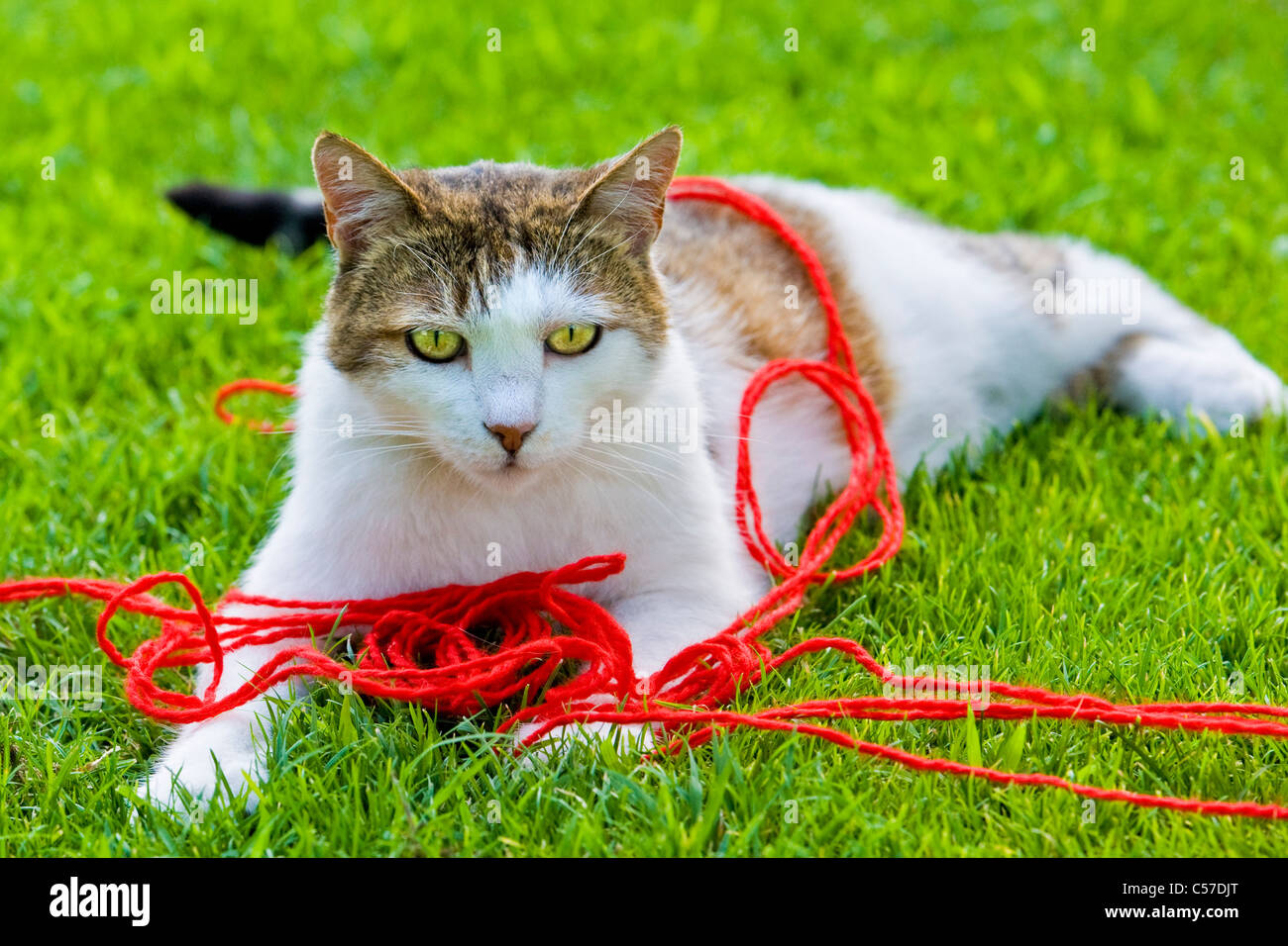 cat playing with a ball of wool Stock Photo - Alamy