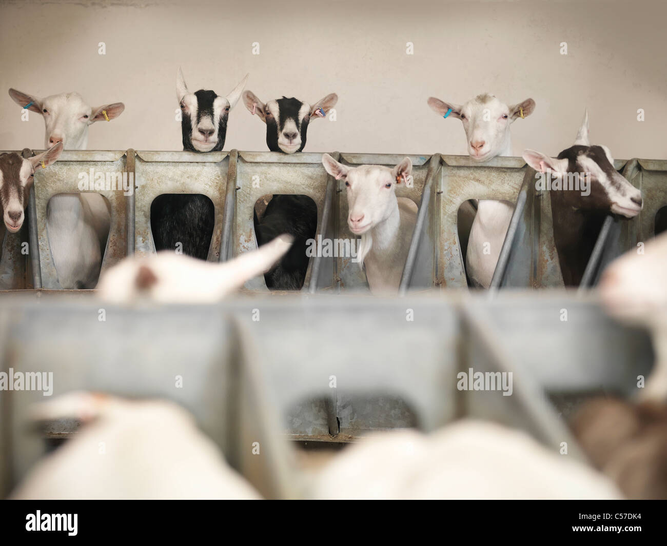 Farming peering hi-res stock photography and images - Alamy