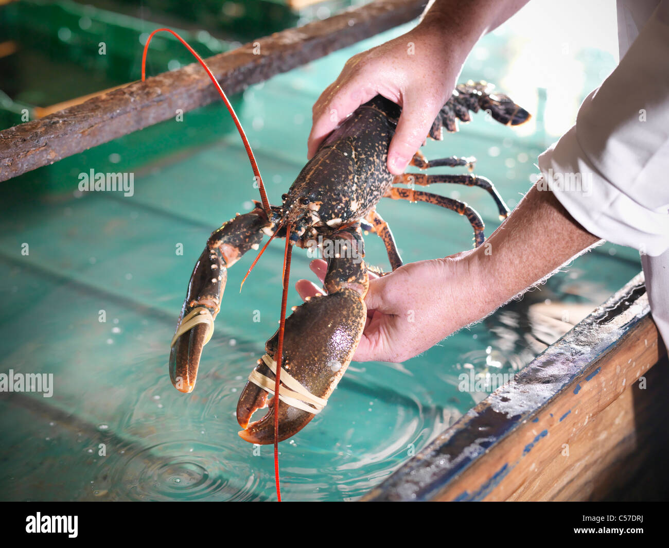 Lobster Alive High Resolution Stock Photography and Images - Alamy