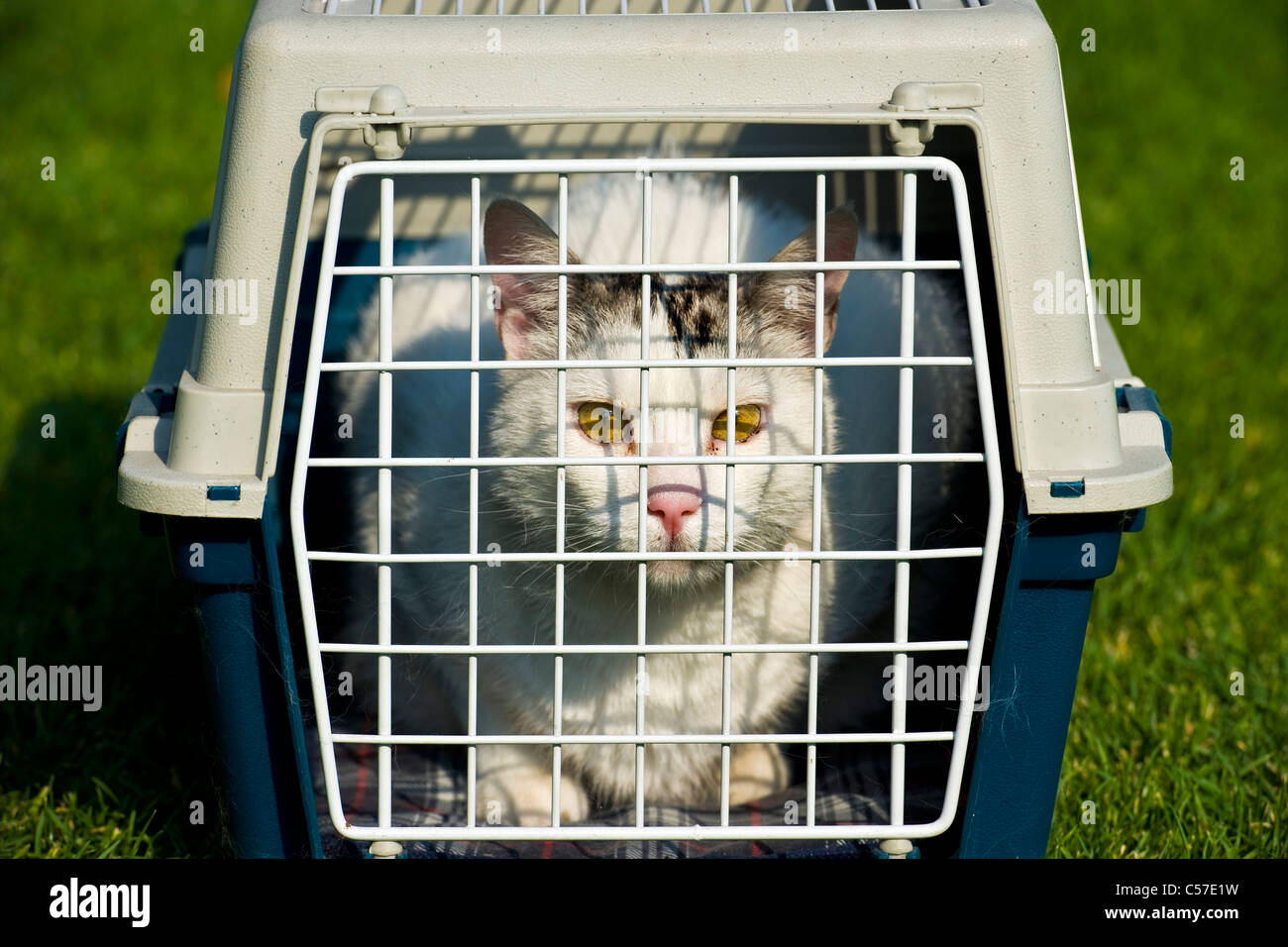 Cage for transporting cats Stock Photo - Alamy