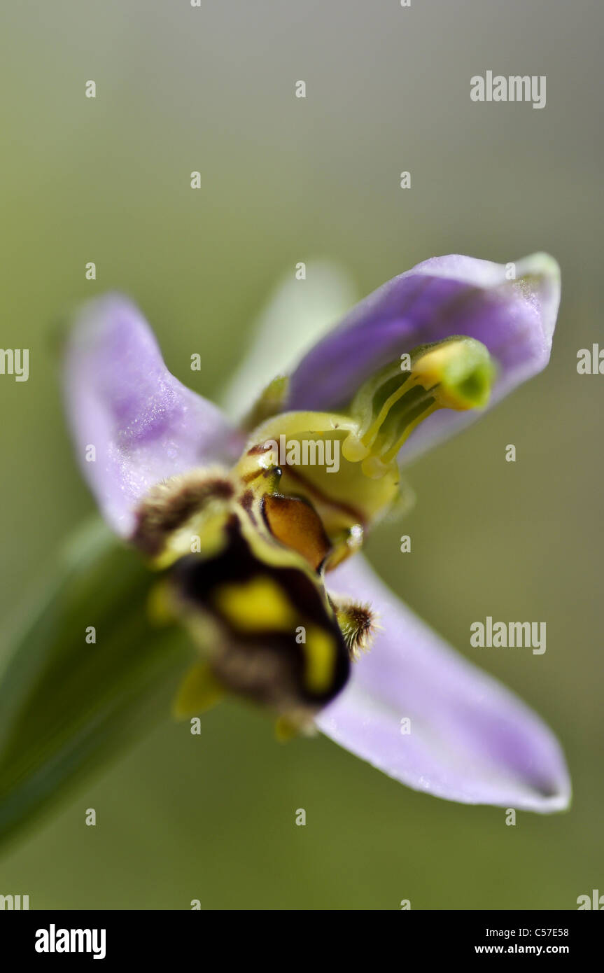 The bee orchid hi-res stock photography and images - Alamy