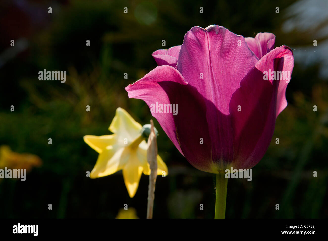 Multi colored flowers hi-res stock photography and images - Alamy