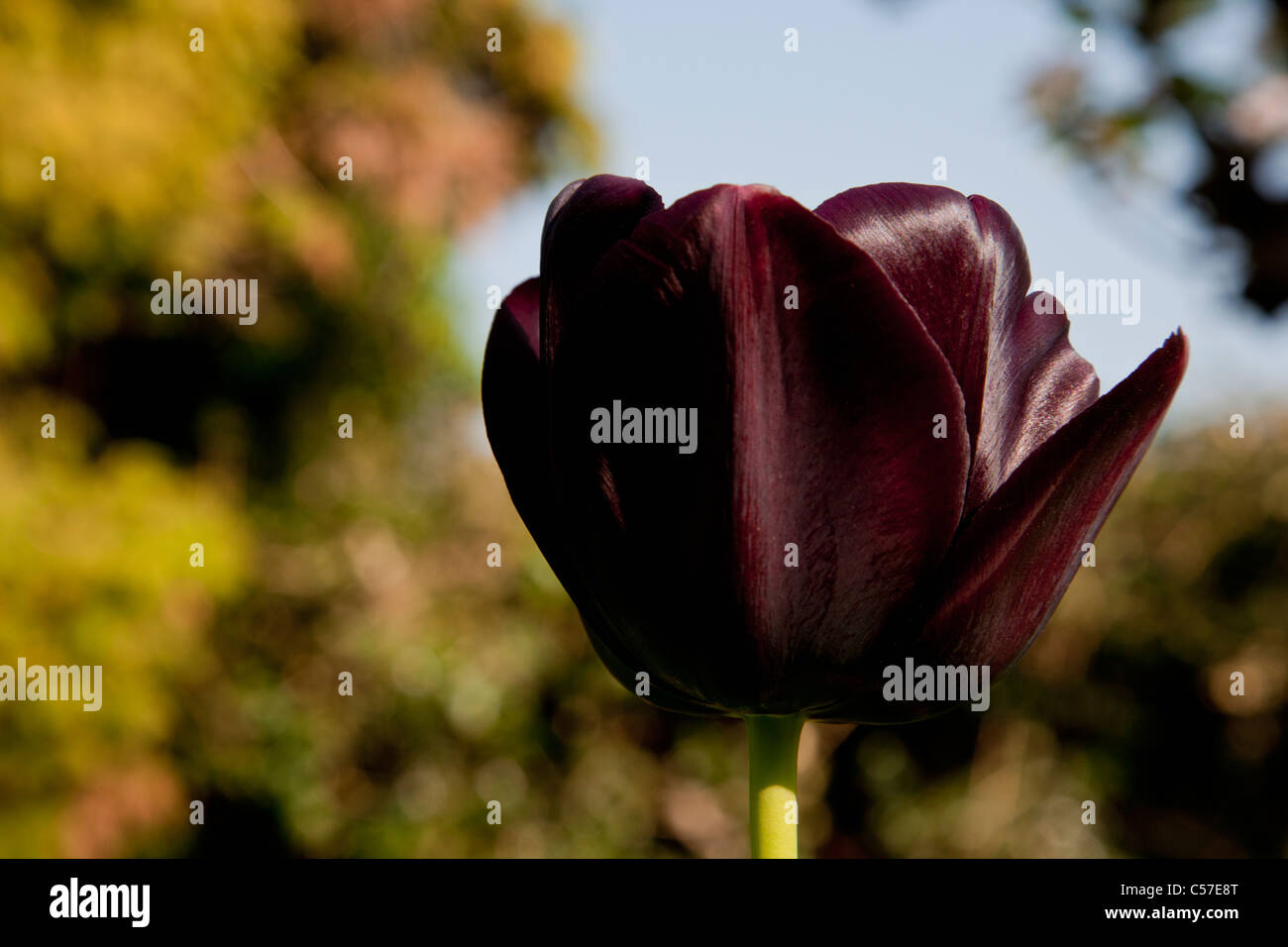 Dark maroon flower hi-res stock photography and images - Alamy