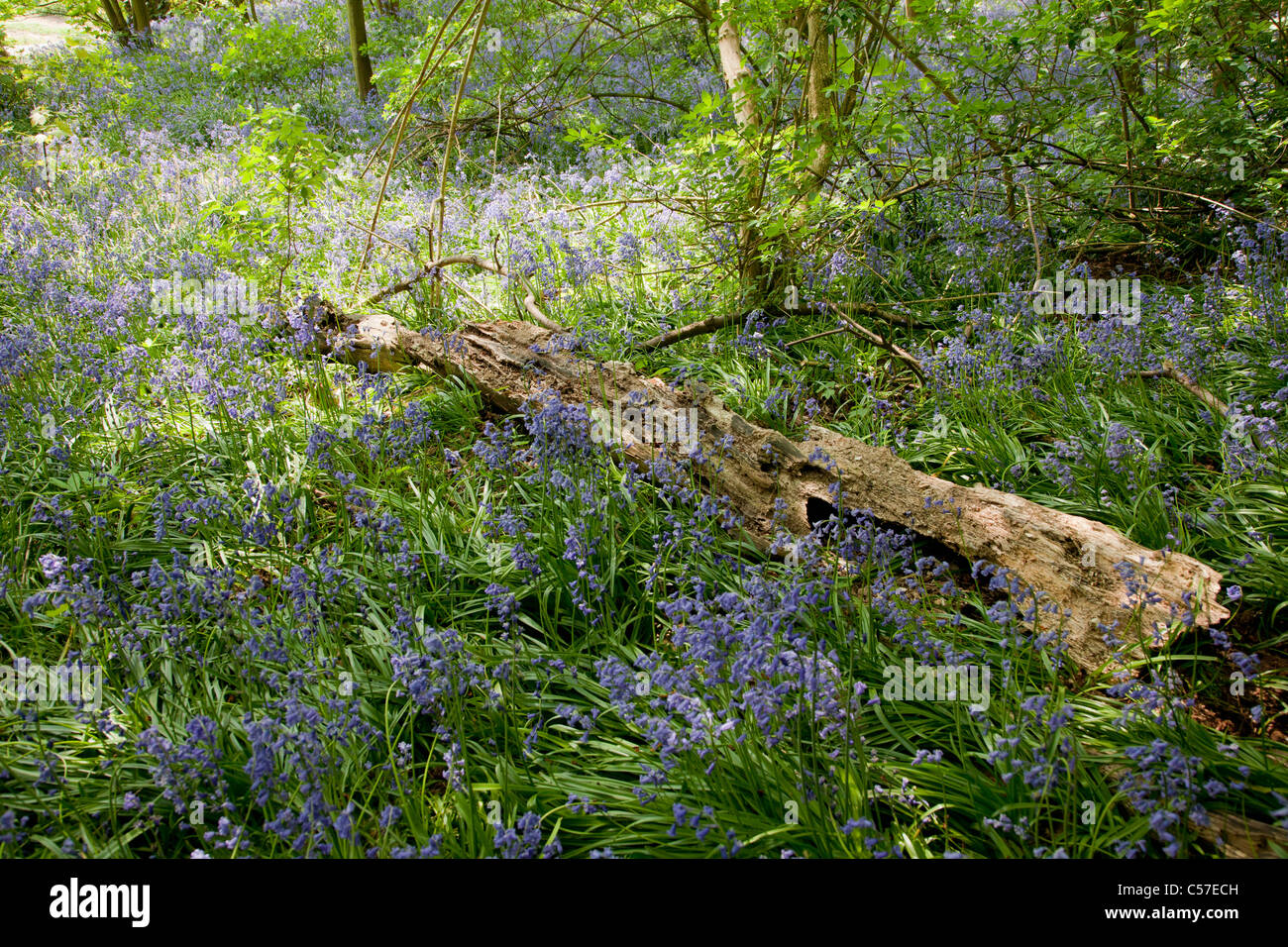 How log hi-res stock photography and images - Alamy