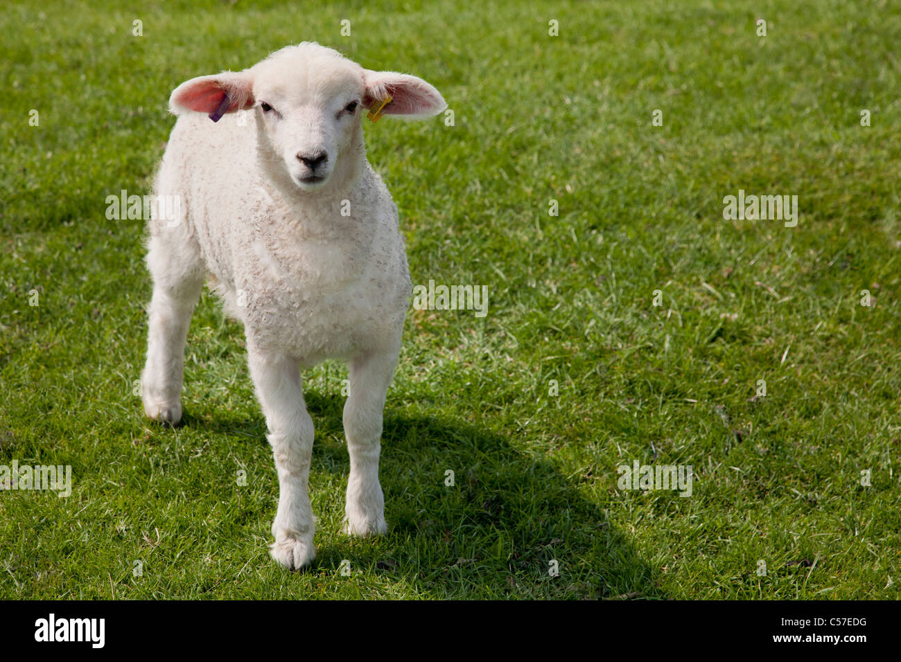 Lamb walking in grass Stock Photo - Alamy