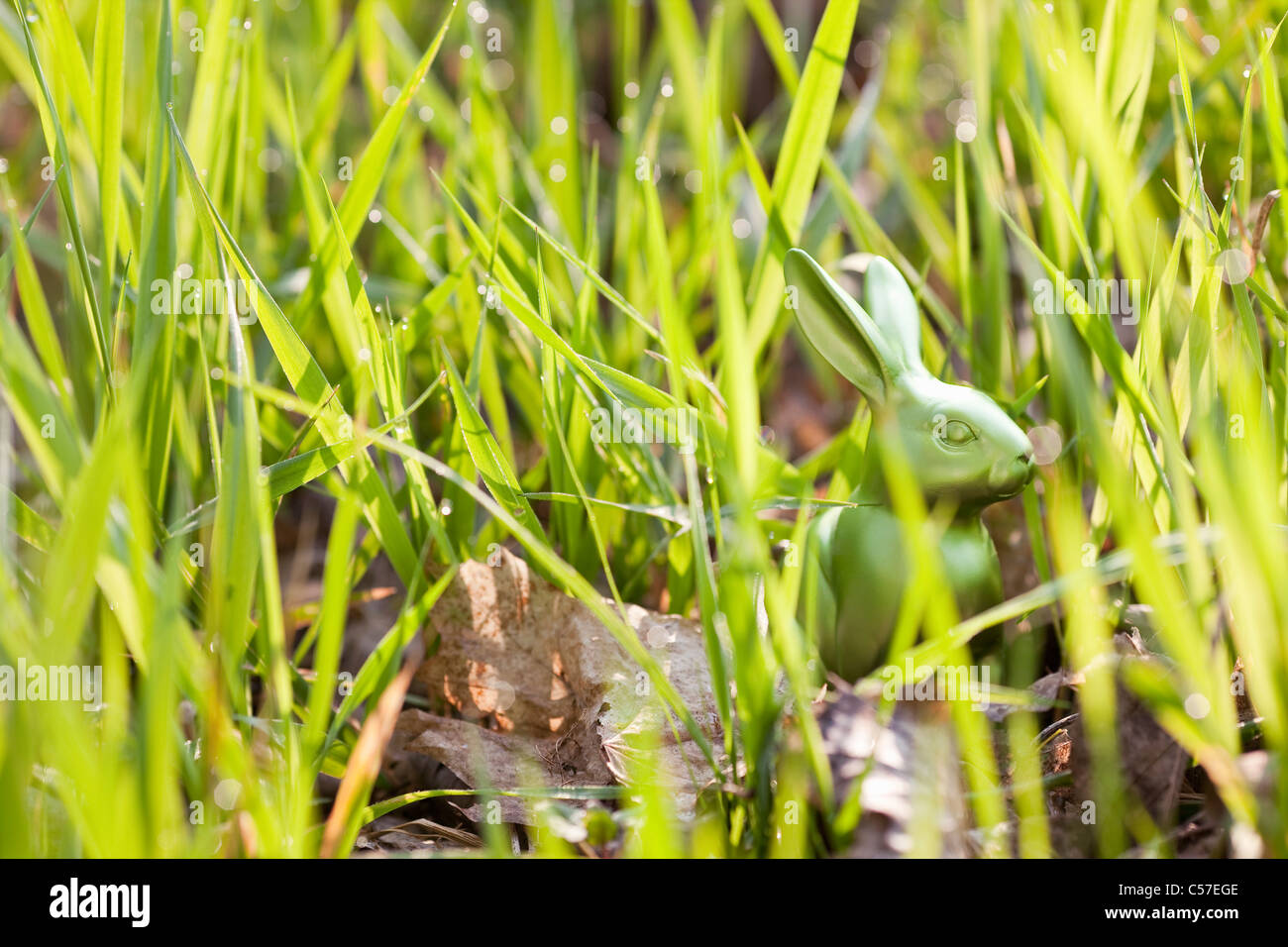 Easter bunny hidden in long grass Stock Photo - Alamy