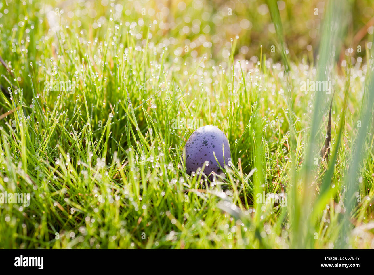 Egg in grass hi-res stock photography and images - Alamy