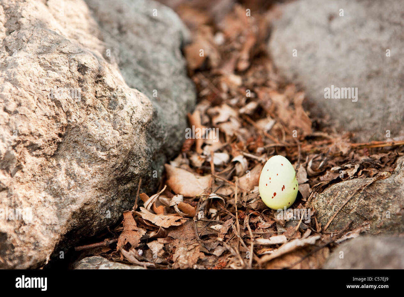 Egg sitting on forest floor Stock Photo - Alamy