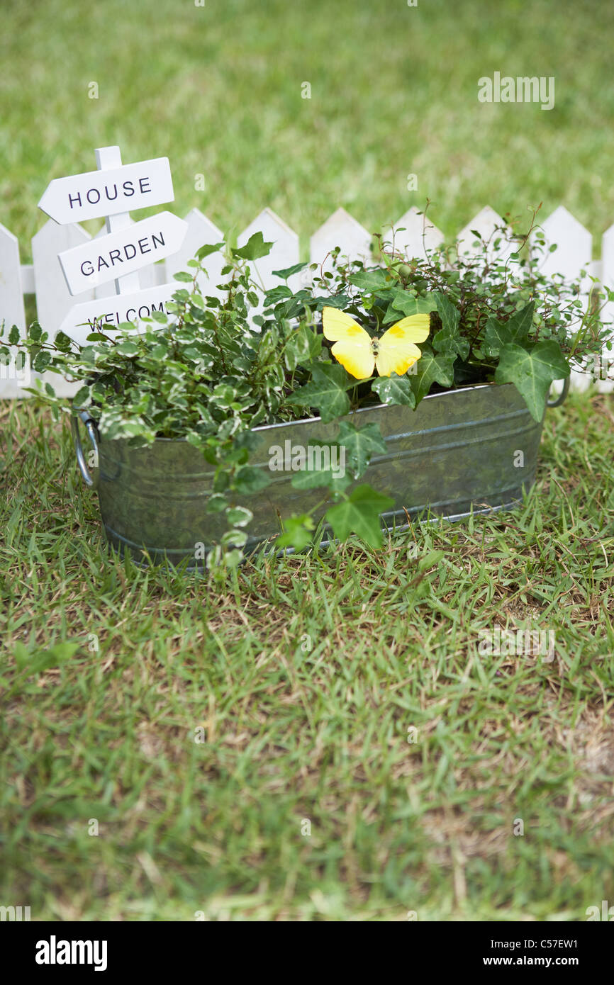 Inse hi-res stock photography and images - Alamy