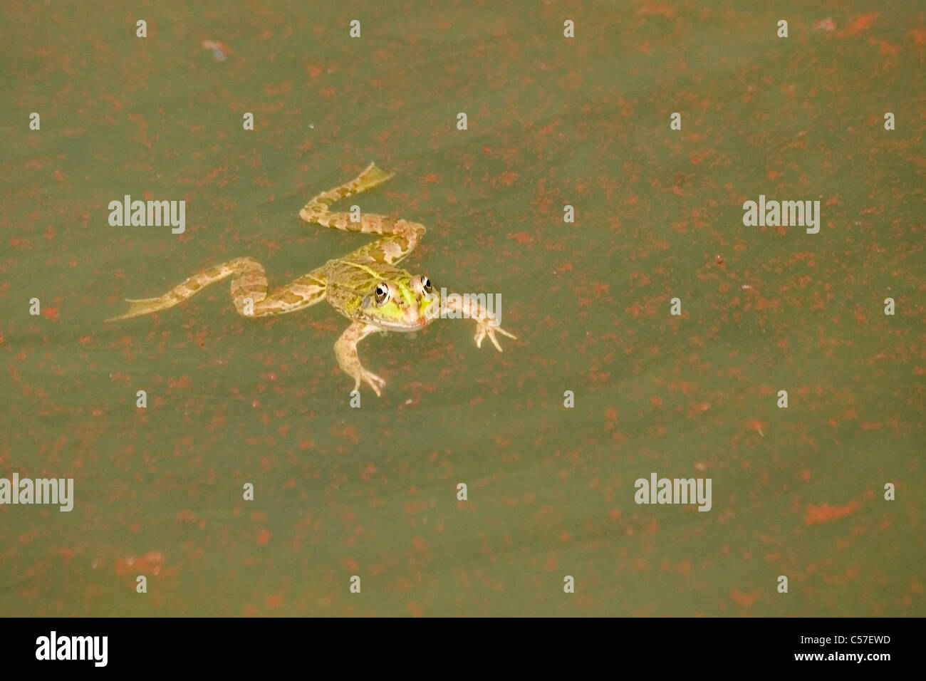 Swimming frog hi-res stock photography and images - Alamy