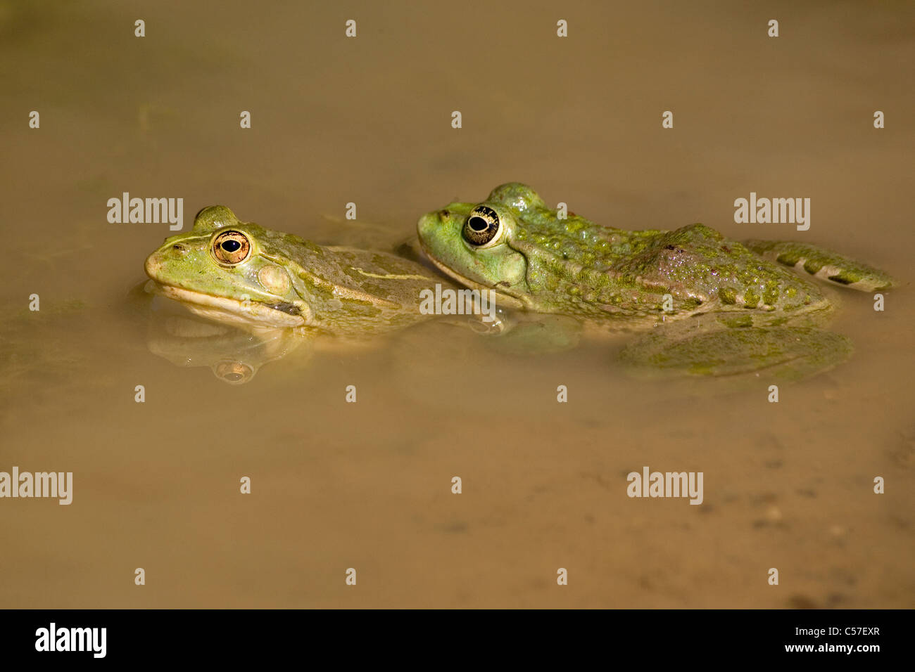 Animals coupling hi-res stock photography and images - Alamy