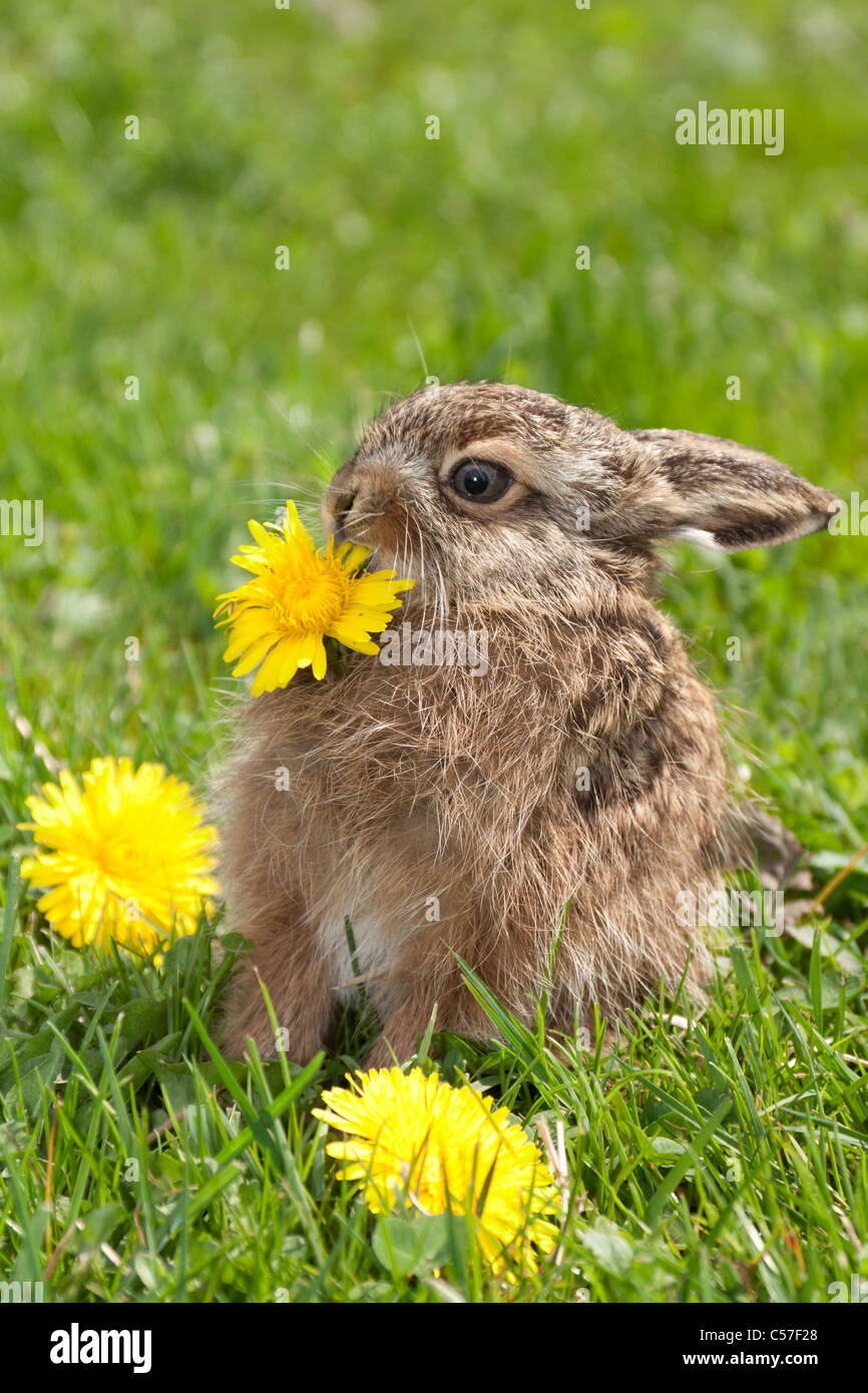 little hare on the green grass Stock Photo - Alamy
