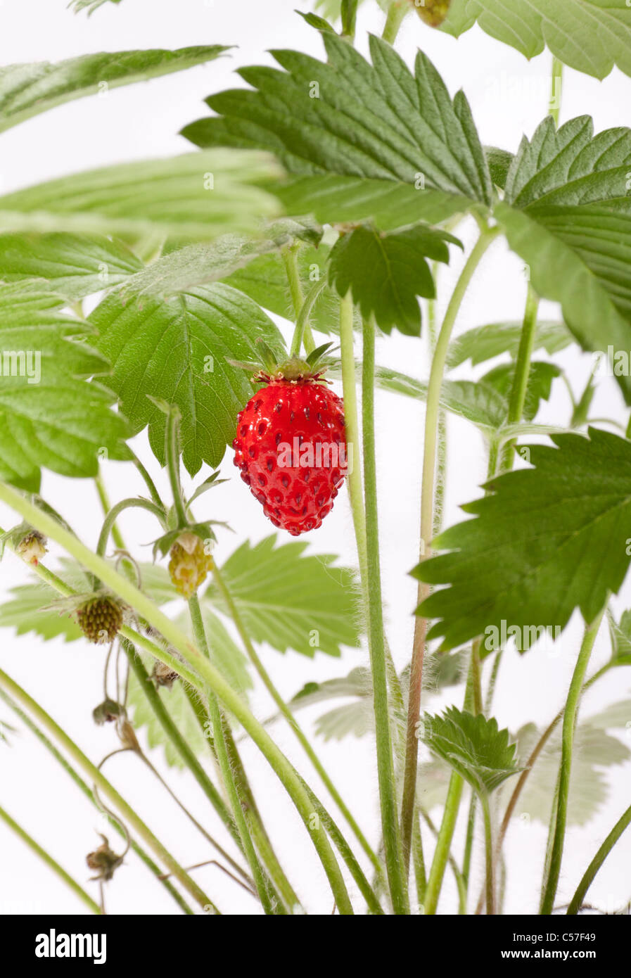 wild strawberry berries. photo on the white background Stock Photo - Alamy