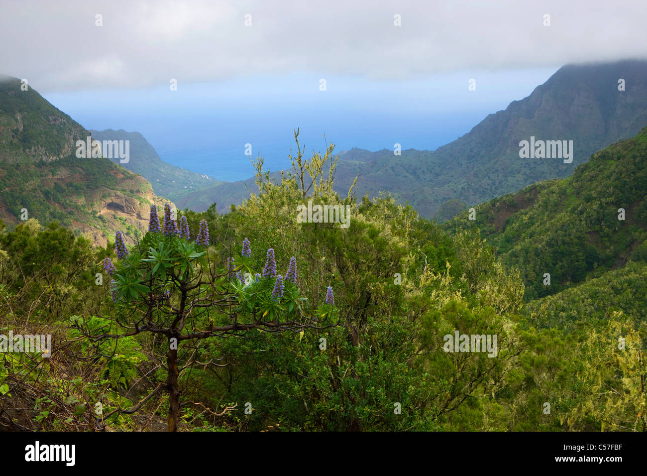 national park, Garajonay, Spain, Europe, Canary islands, isles, La ...