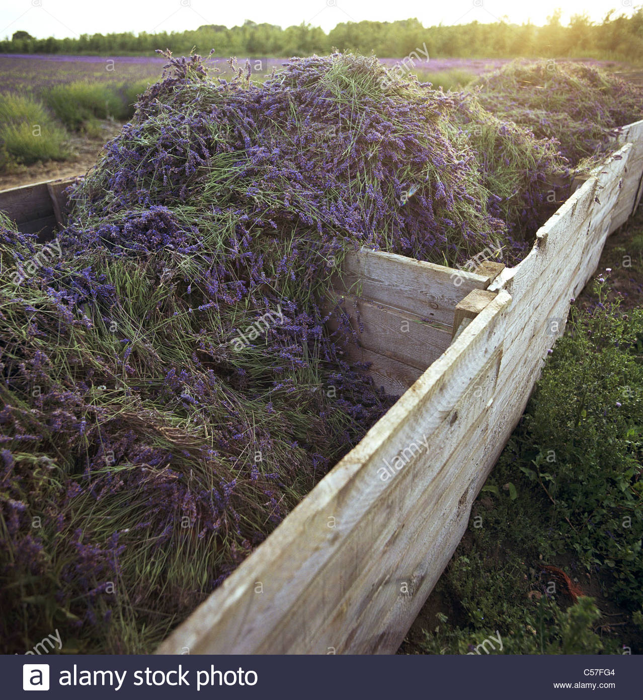 Harvested Crop Field High Resolution Stock Photography and Images - Alamy