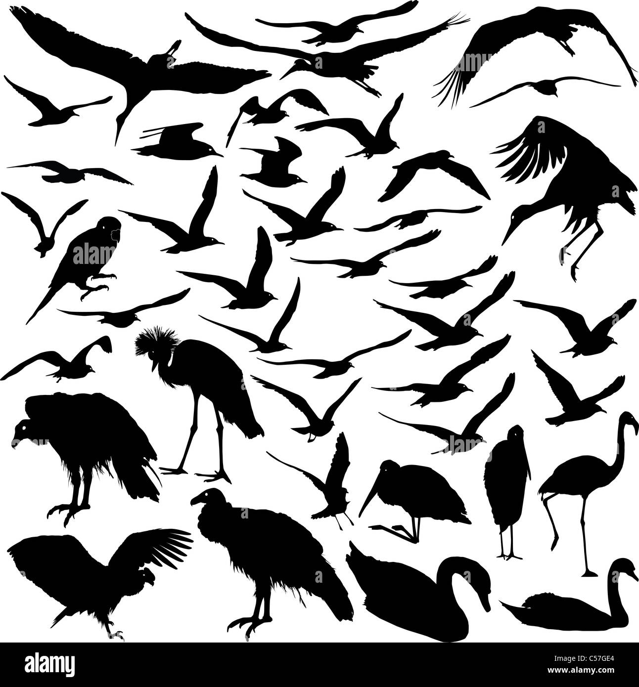 Black flying birds Black and White Stock Photos & Images - Alamy