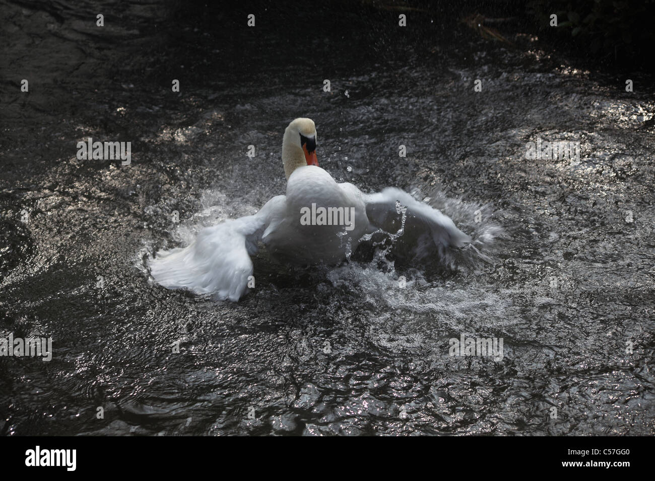 Bath wings hi-res stock photography and images - Alamy