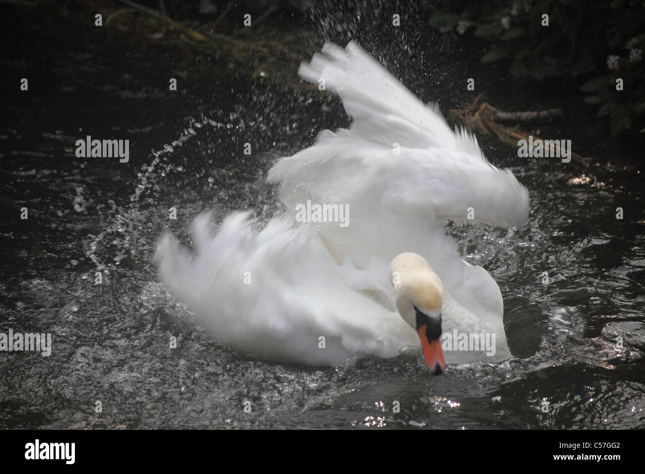 Bath wings hi-res stock photography and images - Alamy