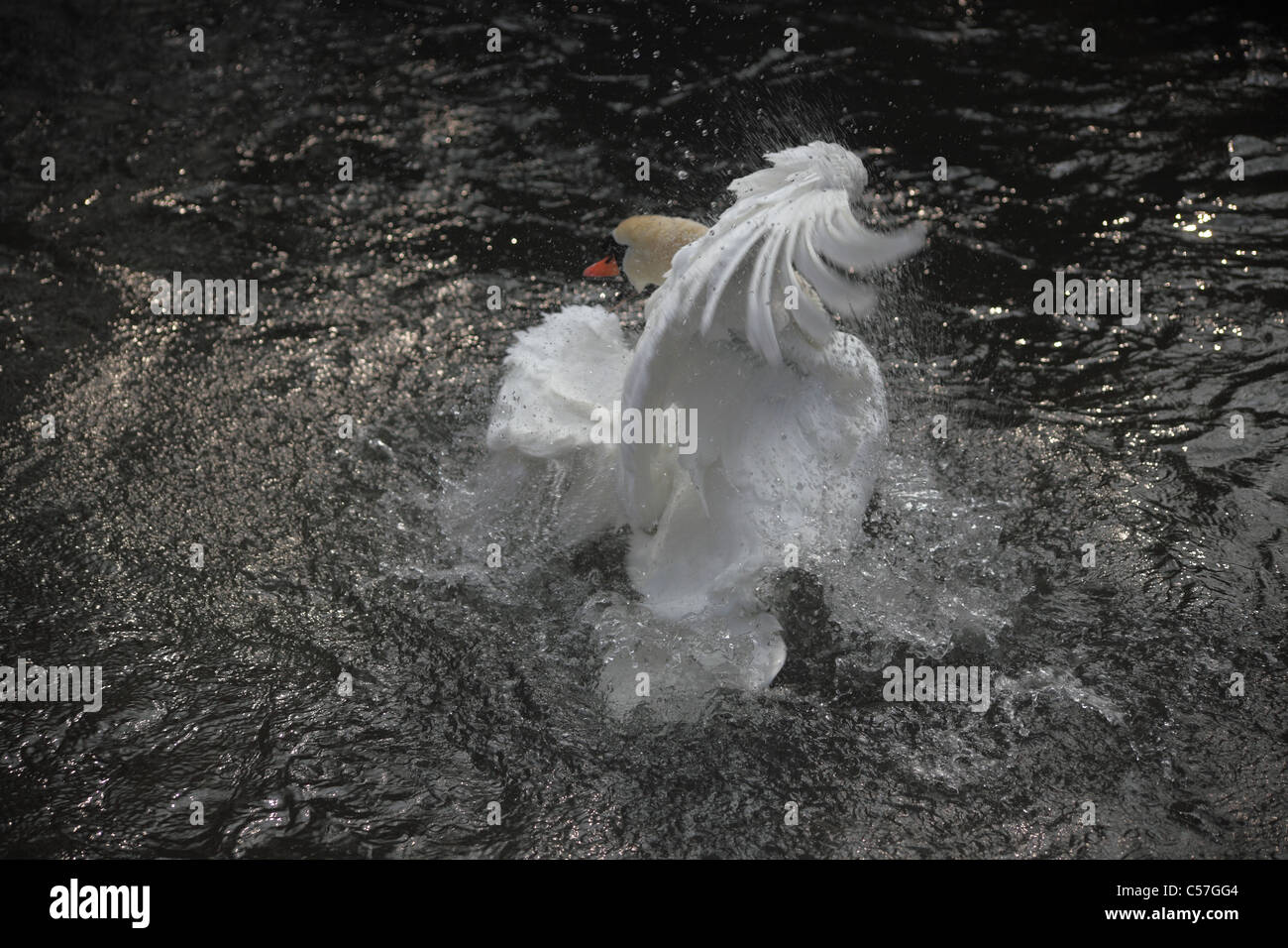 Swan bath hi-res stock photography and images - Alamy