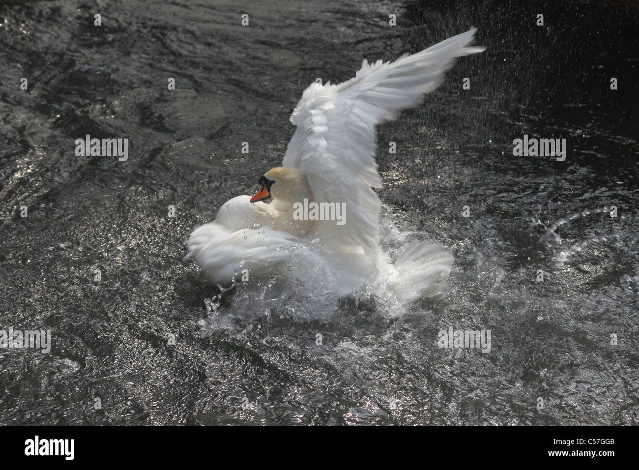Bath wings hi-res stock photography and images - Alamy