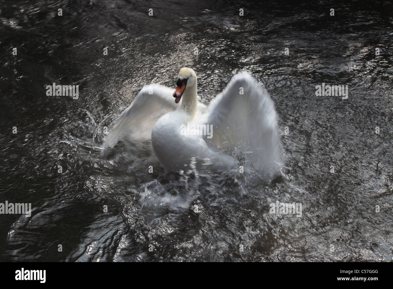 Bath wings hi-res stock photography and images - Alamy