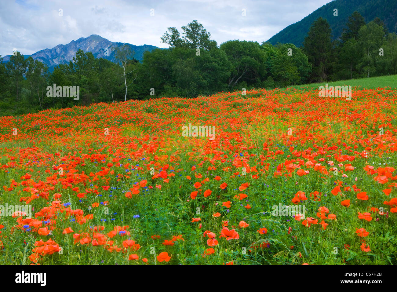 Domat-Ems, Switzerland, Europe, canton Graubunden, grisons, wood ...