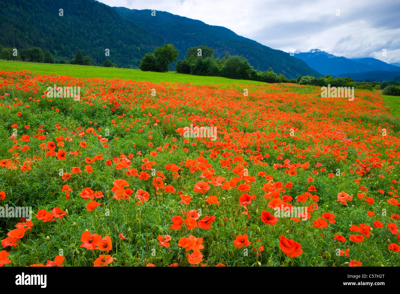 Domat-Ems, Switzerland, Europe, canton Graubunden, grisons, wood ...
