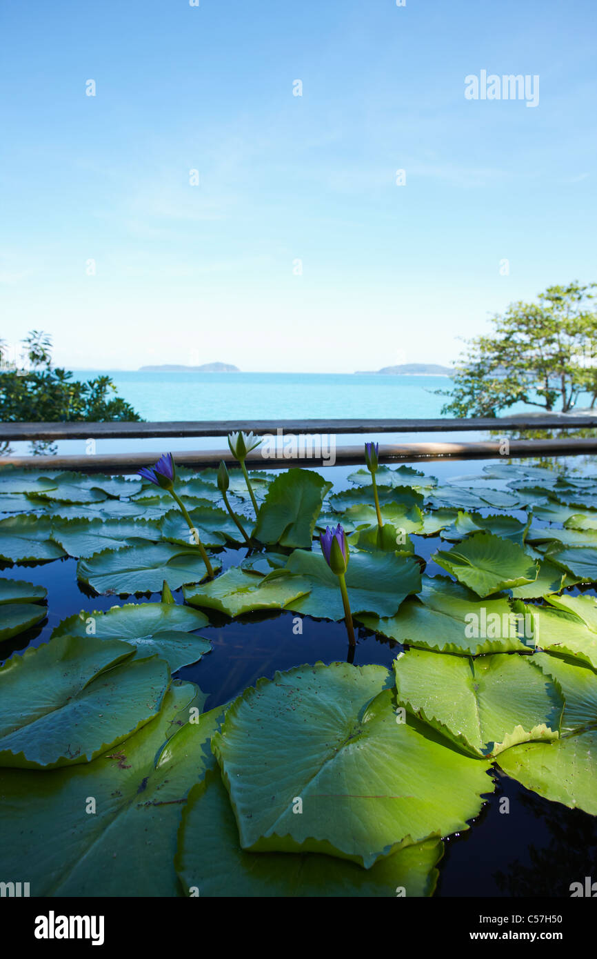 pond in the resort Stock Photo - Alamy