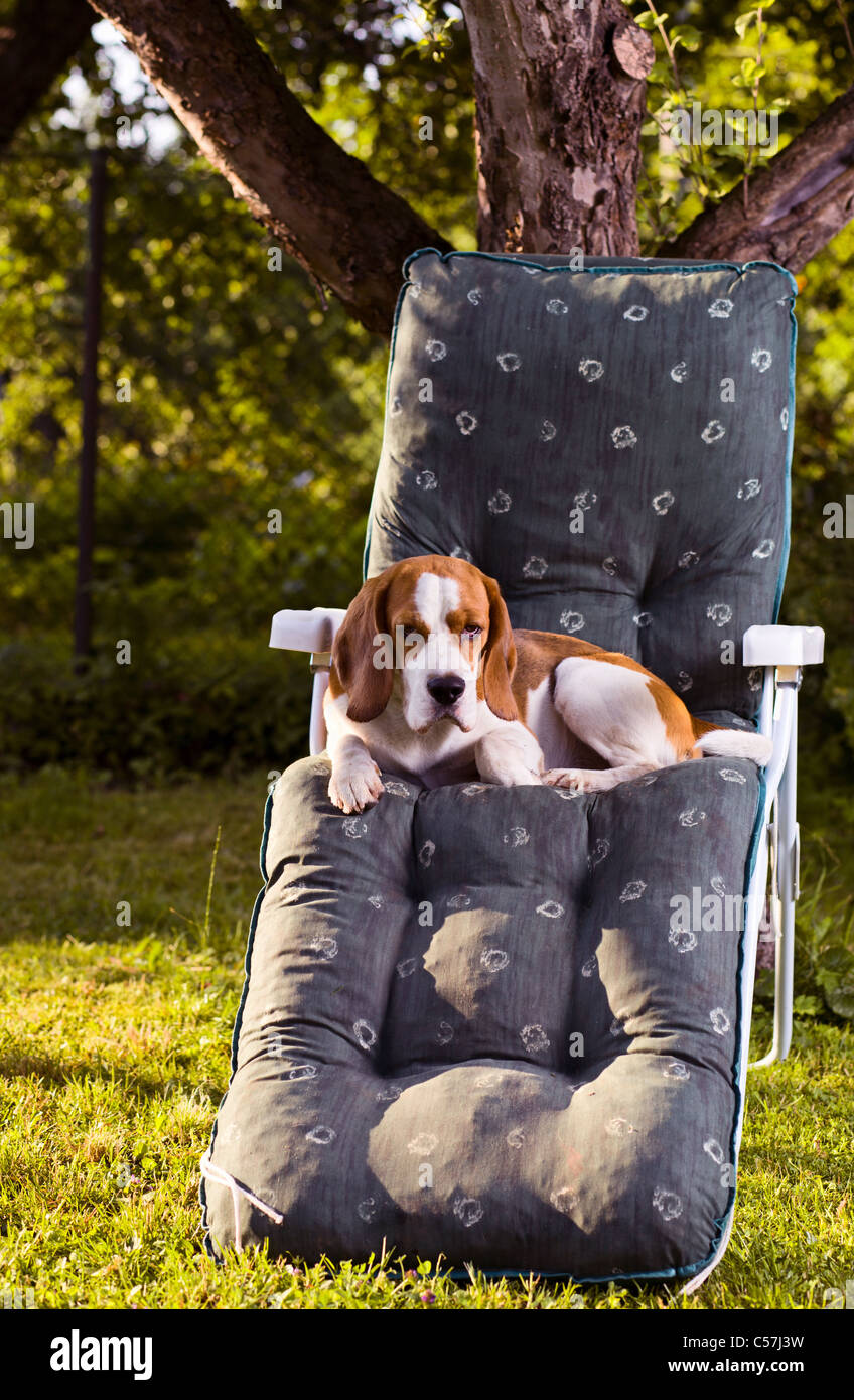 Morning. A dog on a chair Stock Photo - Alamy