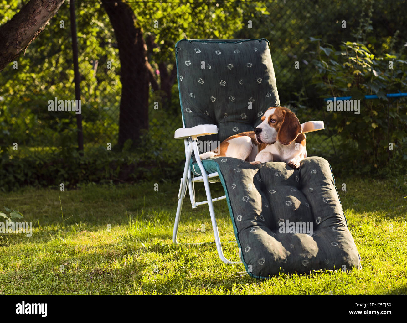 Chair doggy hound hi-res stock photography and images - Alamy