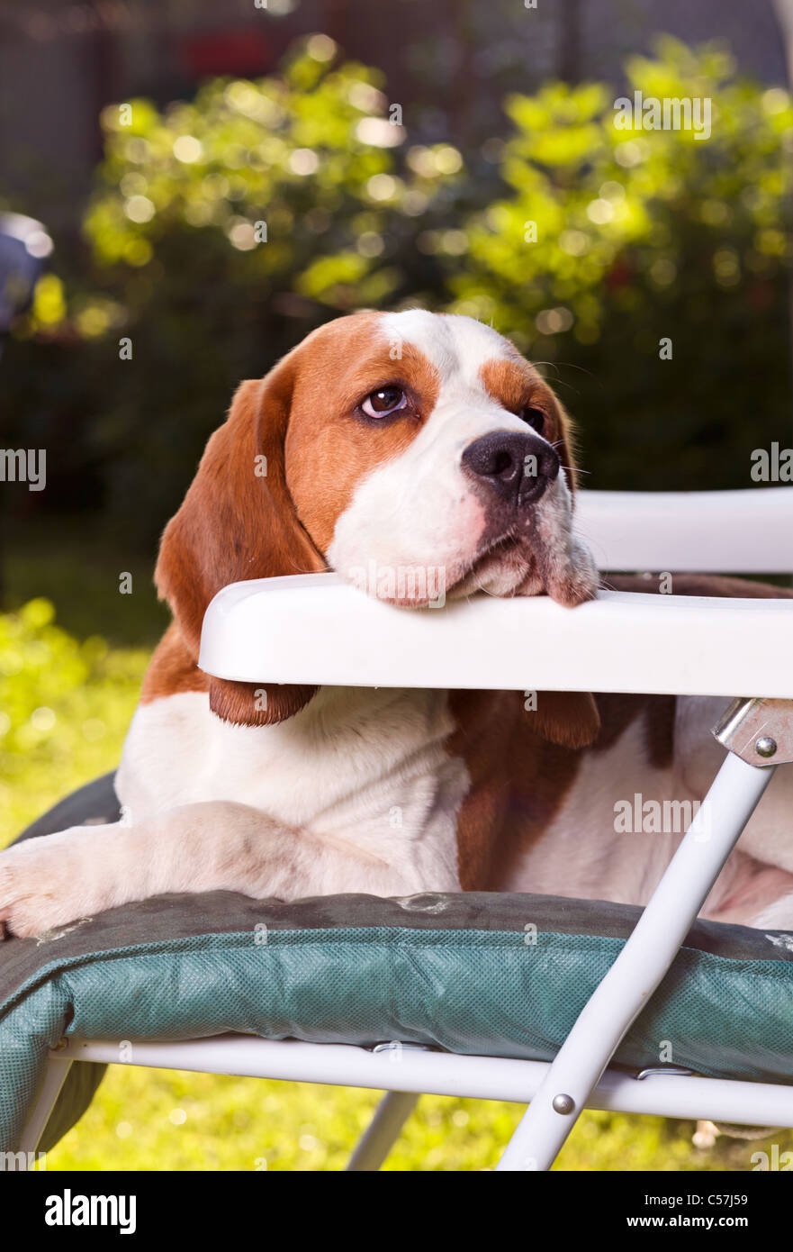 Morning. A dog on a chair Stock Photo - Alamy