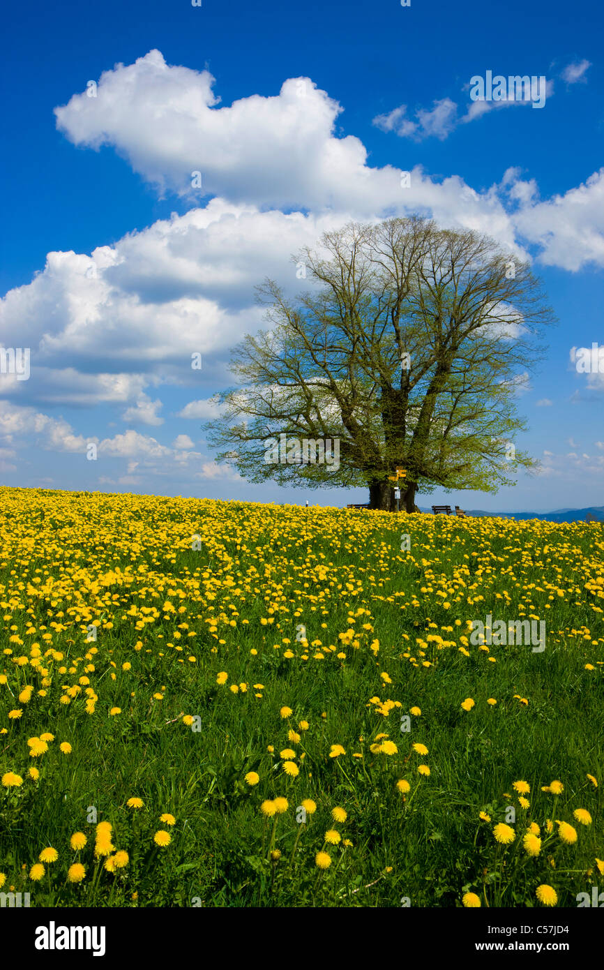 Linner lime-tree, Switzerland, Europe, canton Aargau, meadow, dandelion ...