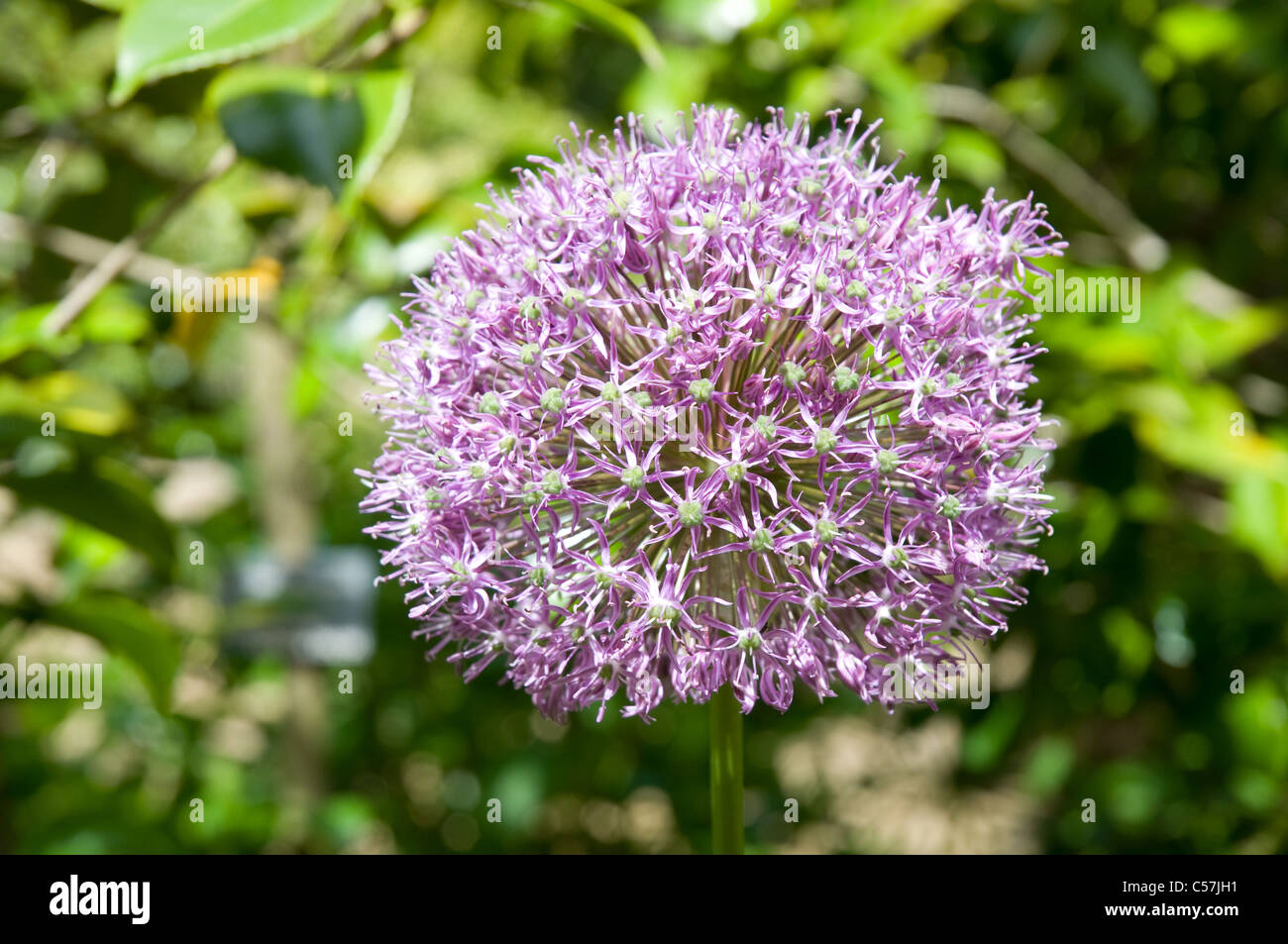 Round purple flower hi-res stock photography and images - Alamy