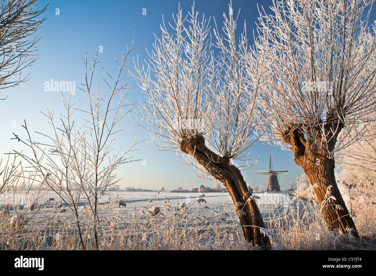 The Netherlands, Nigtevecht, Sheep and windmill in snow. Willow trees ...