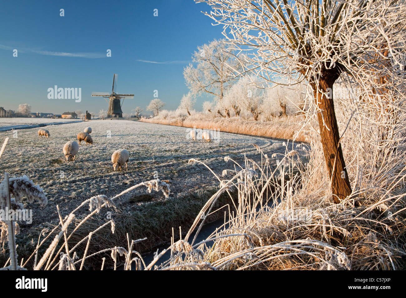 The Netherlands, Nigtevecht, Sheep and windmill in snow. Willow trees ...