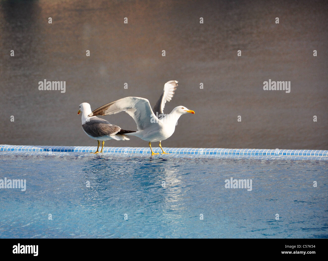Sea Gull flying from infinity swimming pool Stock Photo - Alamy