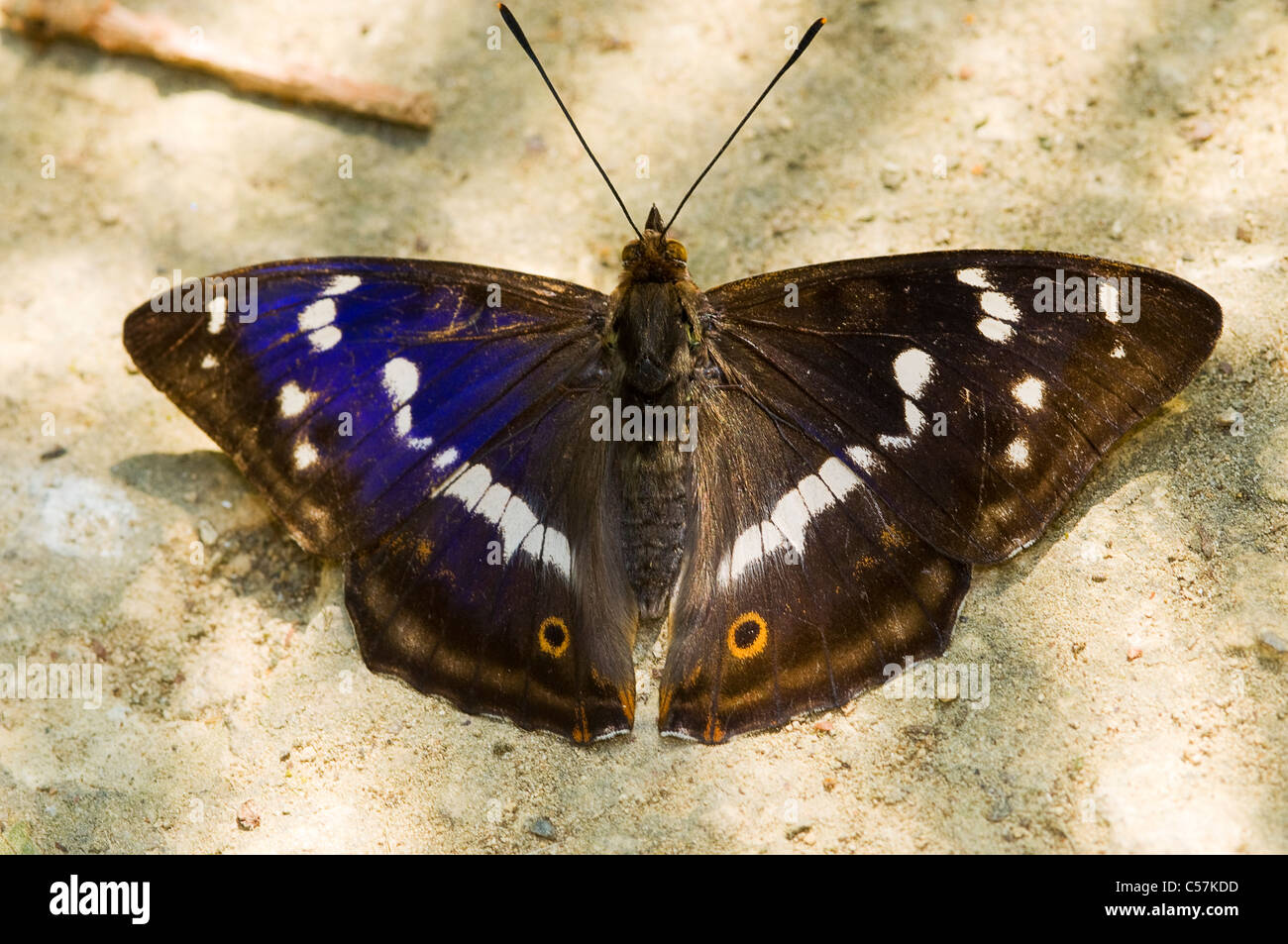Purple emperor hi-res stock photography and images - Alamy