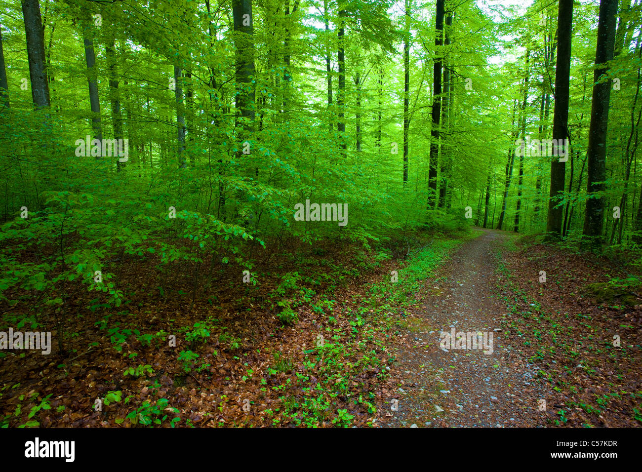 Sihlwald nature reserve hi-res stock photography and images - Alamy