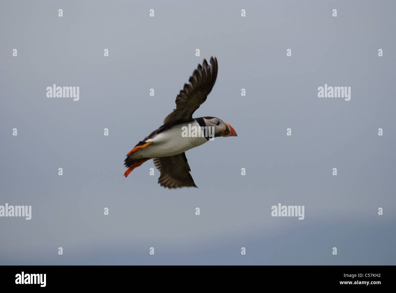 Puffin in Flight Stock Photo - Alamy