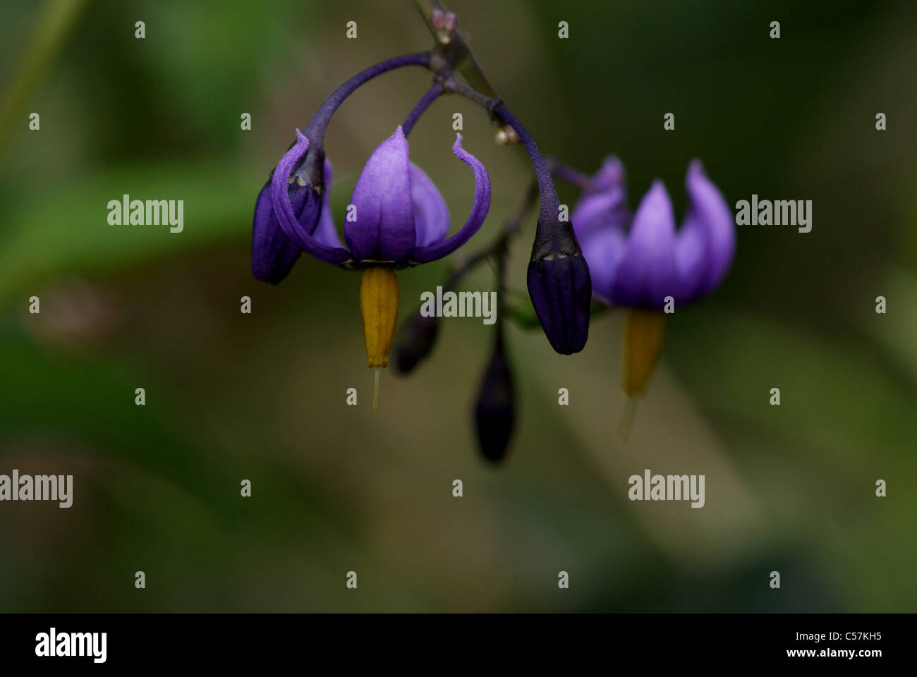 Deadly nightshade flower hi-res stock photography and images - Alamy