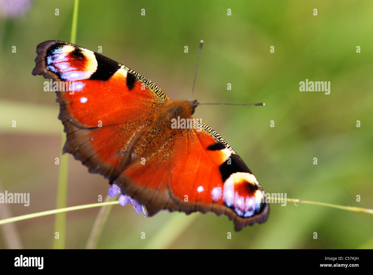 Grey winged butterfly hi-res stock photography and images - Alamy