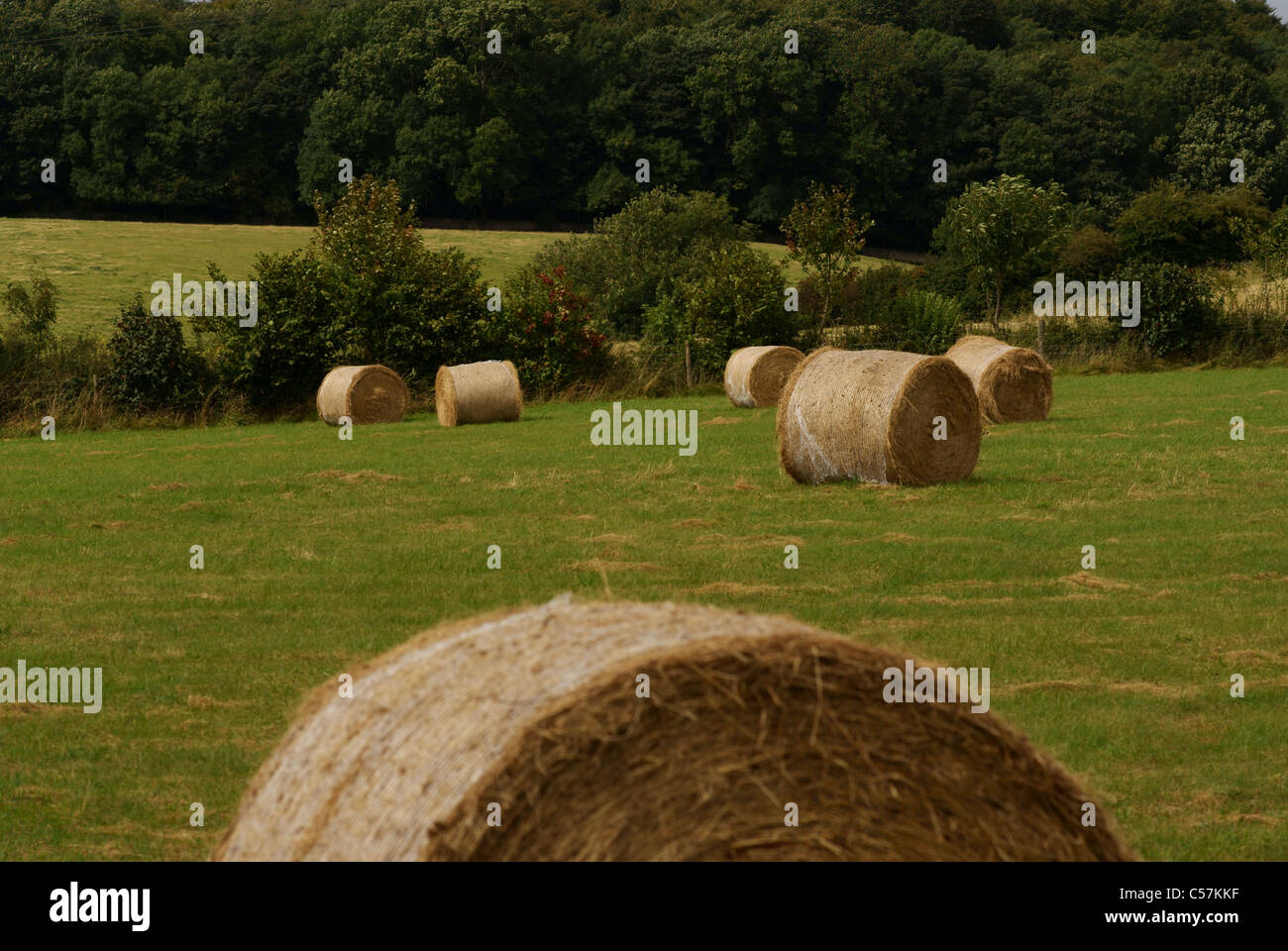 Field of straw bales Stock Photo - Alamy