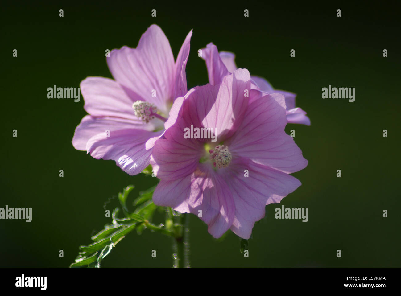 British Lilac wild flower Stock Photo - Alamy